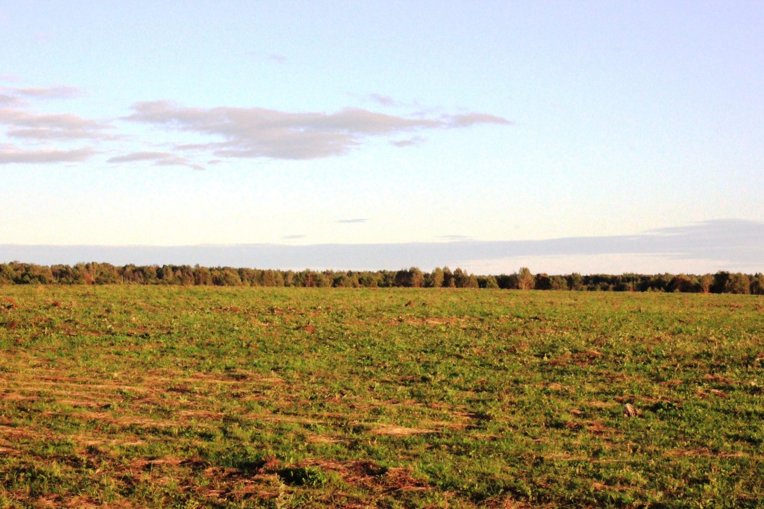 Land for sale 3 000 hectares in the Smolensk region - Russian-farmland.com