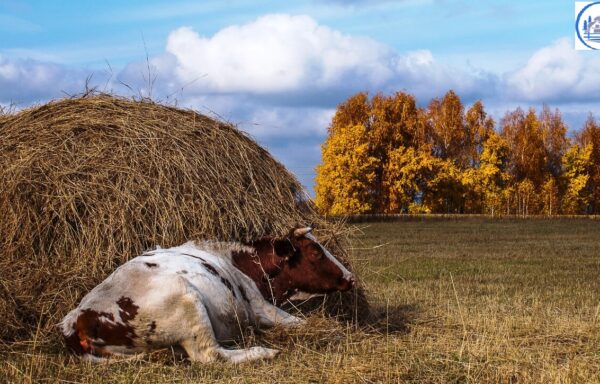 Farmland for sale in Russia - Russian-farmland.com